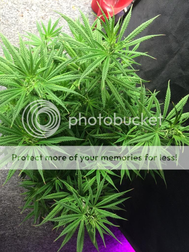 Mainlined (5 tops) Cannatonic Clone | Rollitup